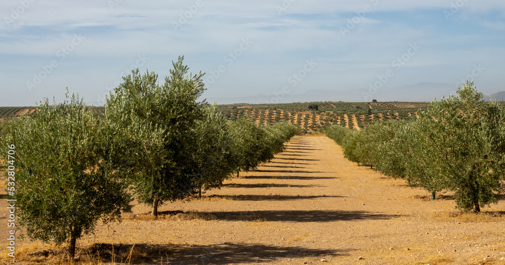 Rows of olive trees planted in the Andalusian countryside Stock Photo ...