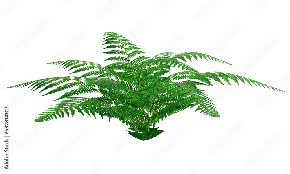 Helecho con fondo transparente PNG. Planta. Ailustración 3D Stock ...