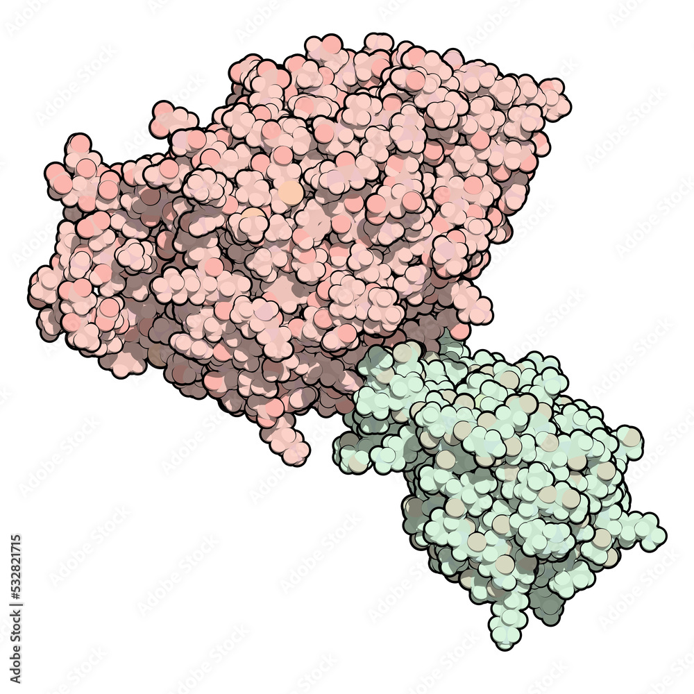 Neuroligin and neurexin proteins. Complex formed between Neuroligin-4 ...