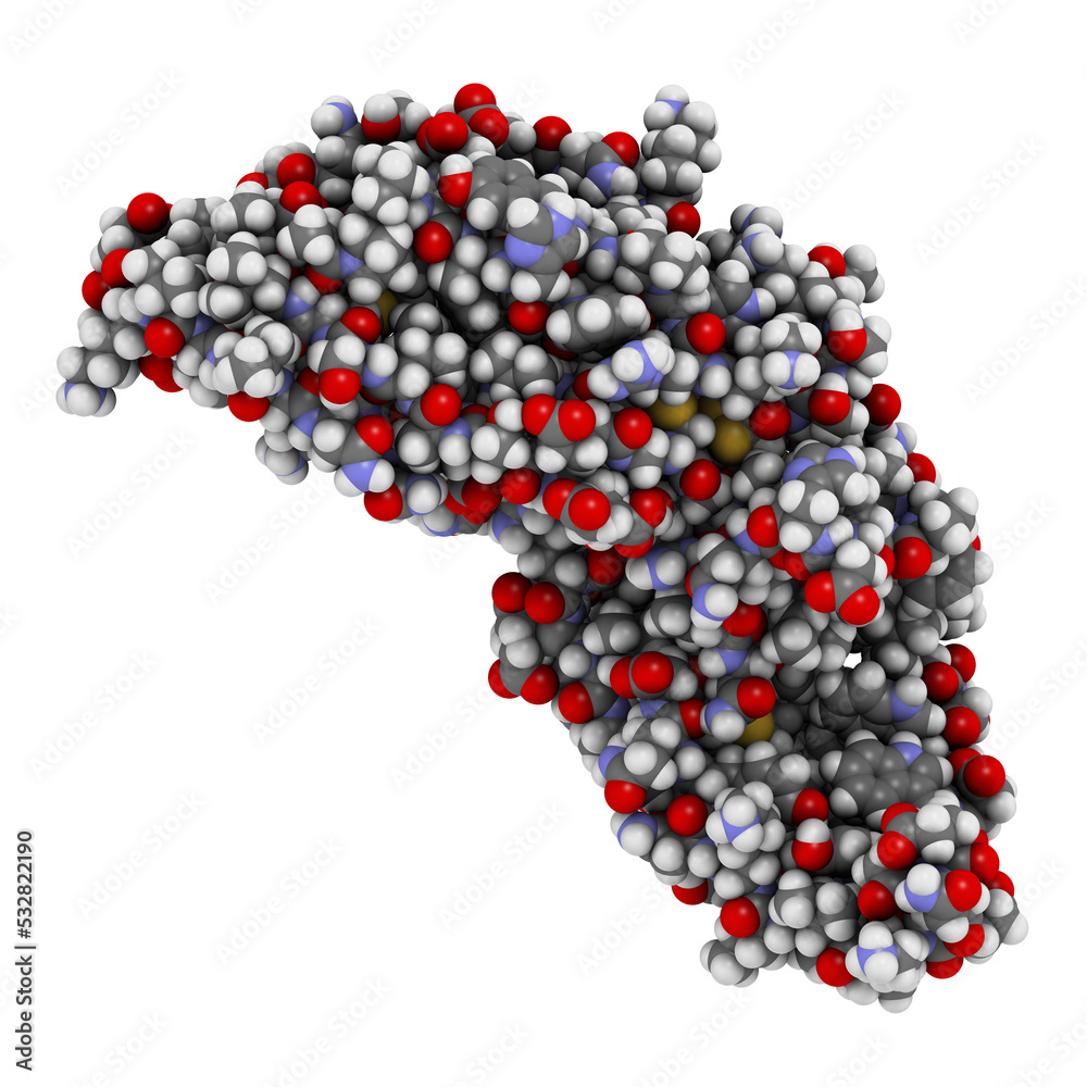 Bone morphogenetic protein 2 (BMP-2) protein. Plays important role in ...