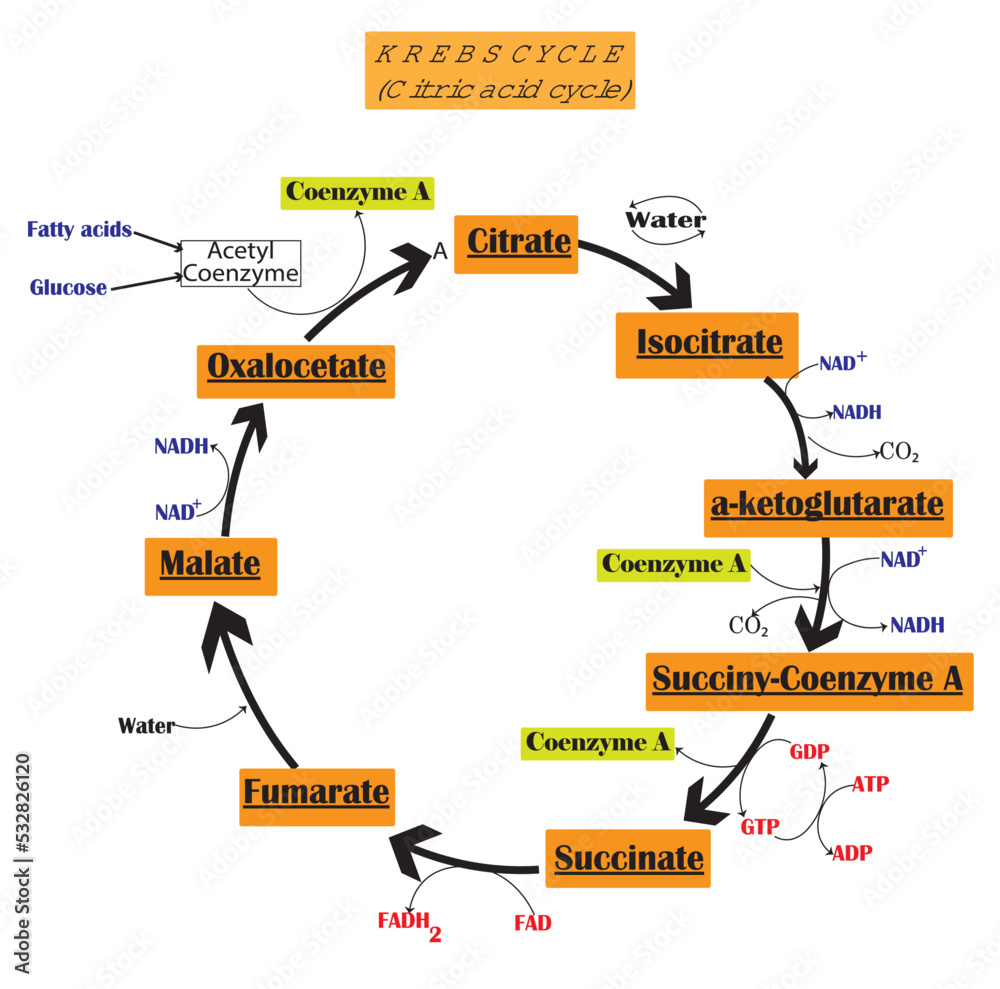 Krebs cycle or citric acid cycle. Chemical diagram of Krebs cycle ...