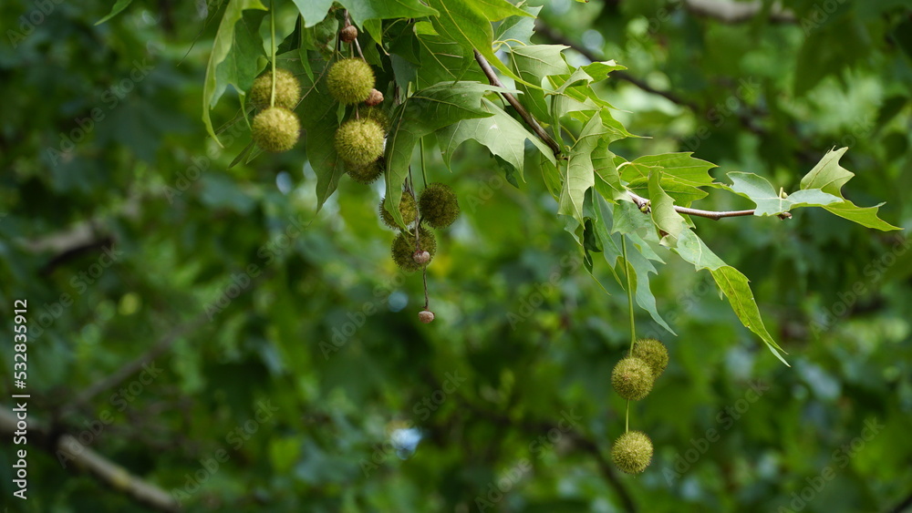 Leaves and fruits of Platanus occidentalis, also known as American ...