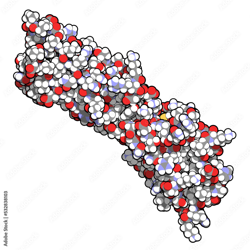 Programmed death-ligand 1 (PD-L1) protein. Produced by tumor to ...