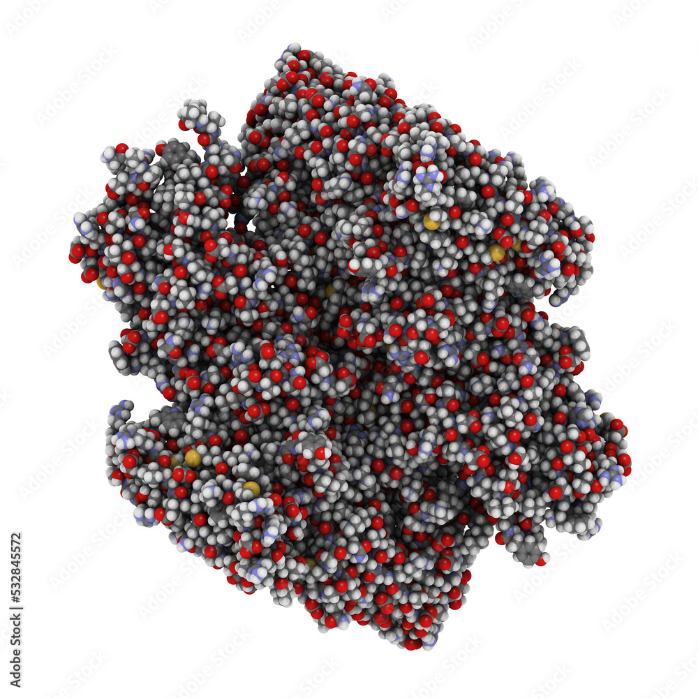 Coagulation factor XIII (FXIII, A subunits), molecular structure ...