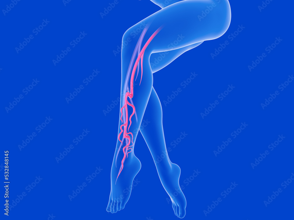 Transparent anatomical 3d illustration of female legs. Showing the ...