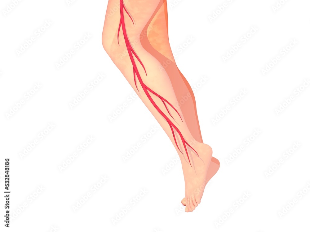 illustration of the circulatory system in a leg. Graphic representation ...