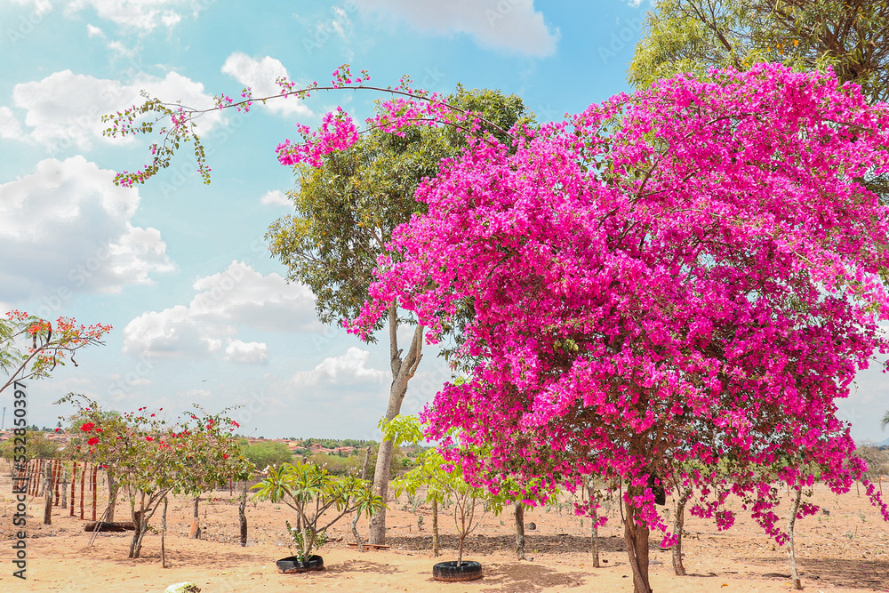 Pé de Buganvílias flores rosa em uma bela paisagem rural. Pé de ...
