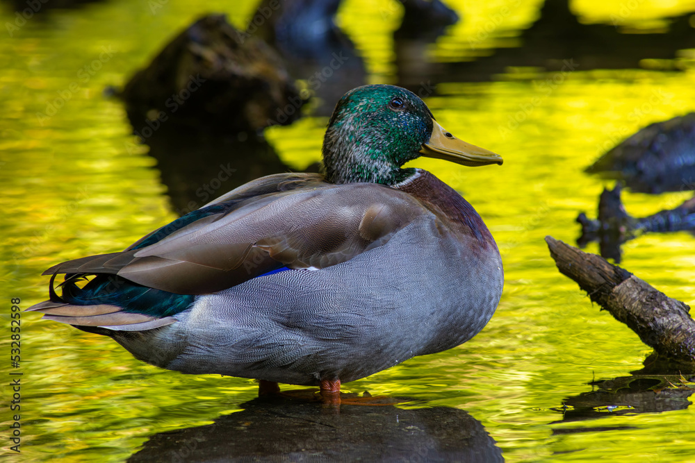 mallard duck standing on a stone with vibrant yellow shiny water ...