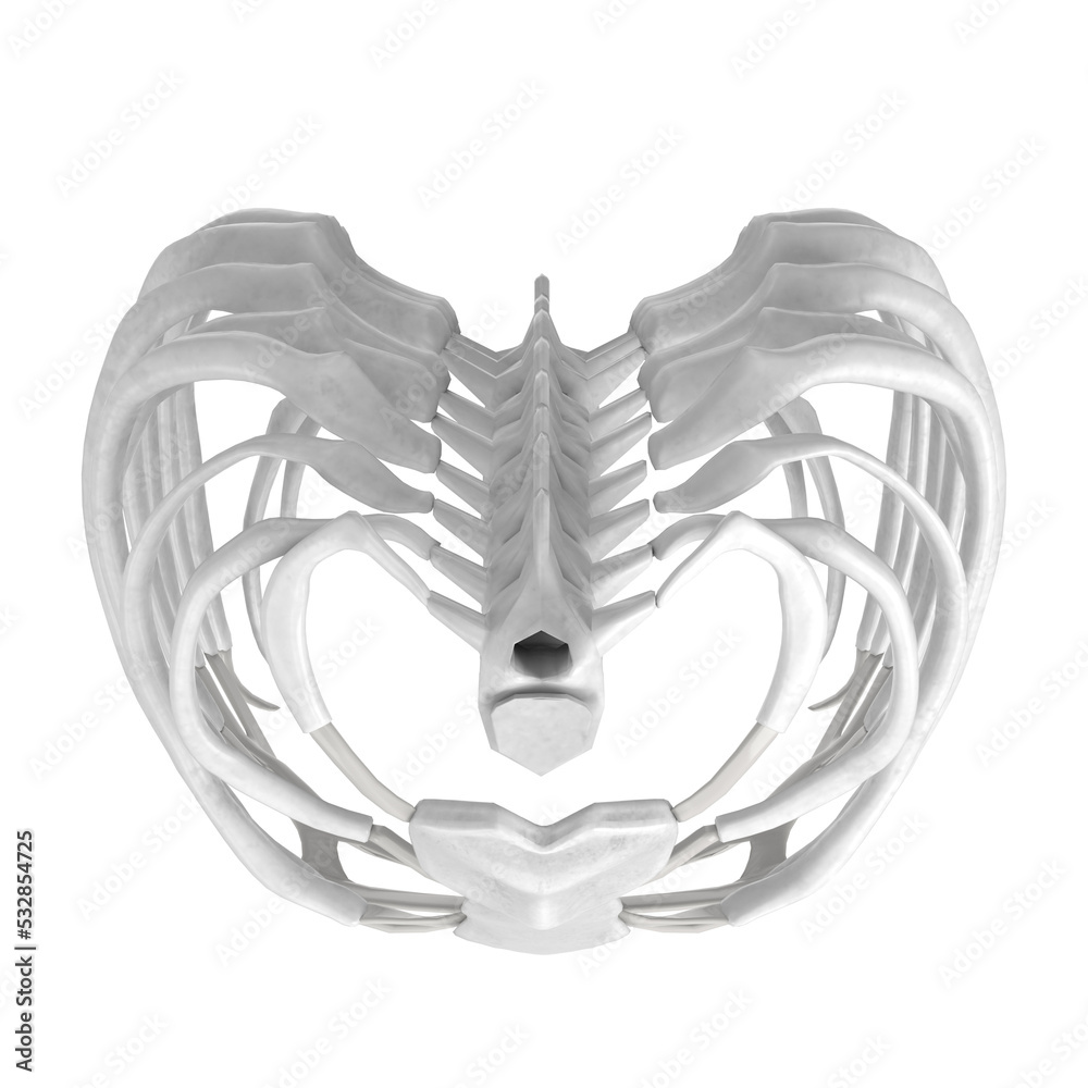 3d rendering illustration of a human rib cage Stock Illustration ...