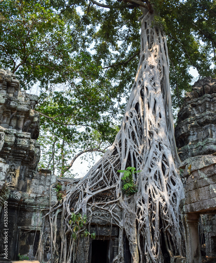 Tree roots hugging the Khmer building. Ta Prohm was a Buddhist temple ...