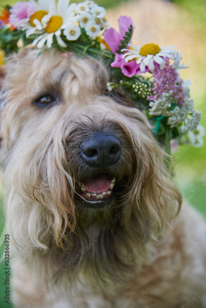 Fluffy Dog of the Irish soft coated wheaten terrier breed in a wreath ...