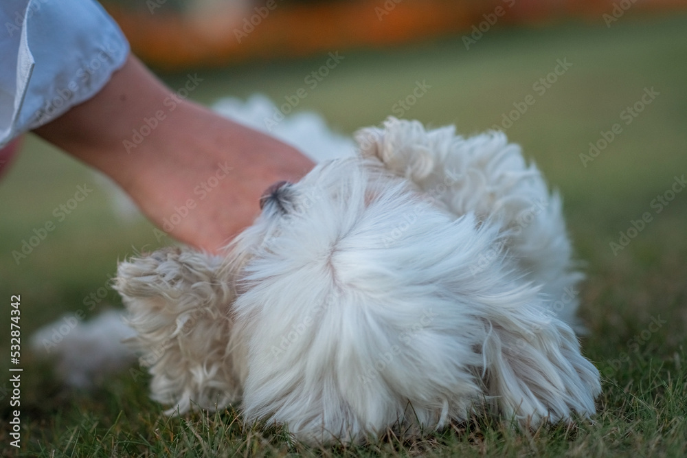 Beautiful purebred Maltese on a walk in the field. Stock Photo | Adobe ...