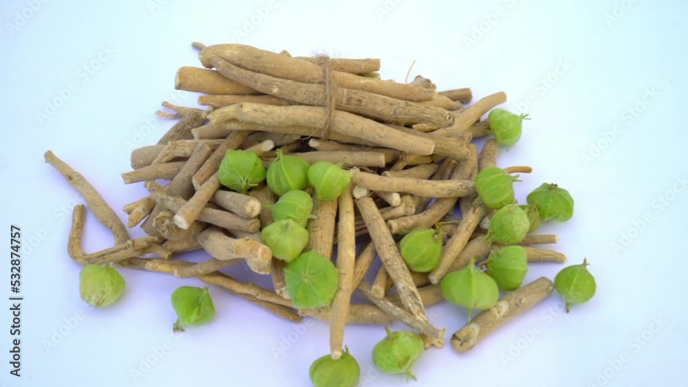 Ashwagandha Medicinal Herb with Fresh Leaves, also known as Withania ...