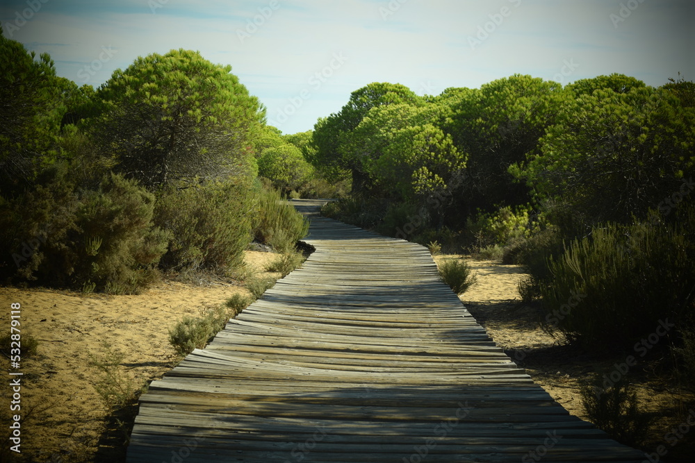 beach walkway, path, landscape, beach, boardwalk, water, sea, bridge ...