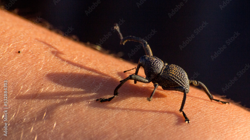 burrito caminando en mano, insecto taladrador de madera Stock Photo ...