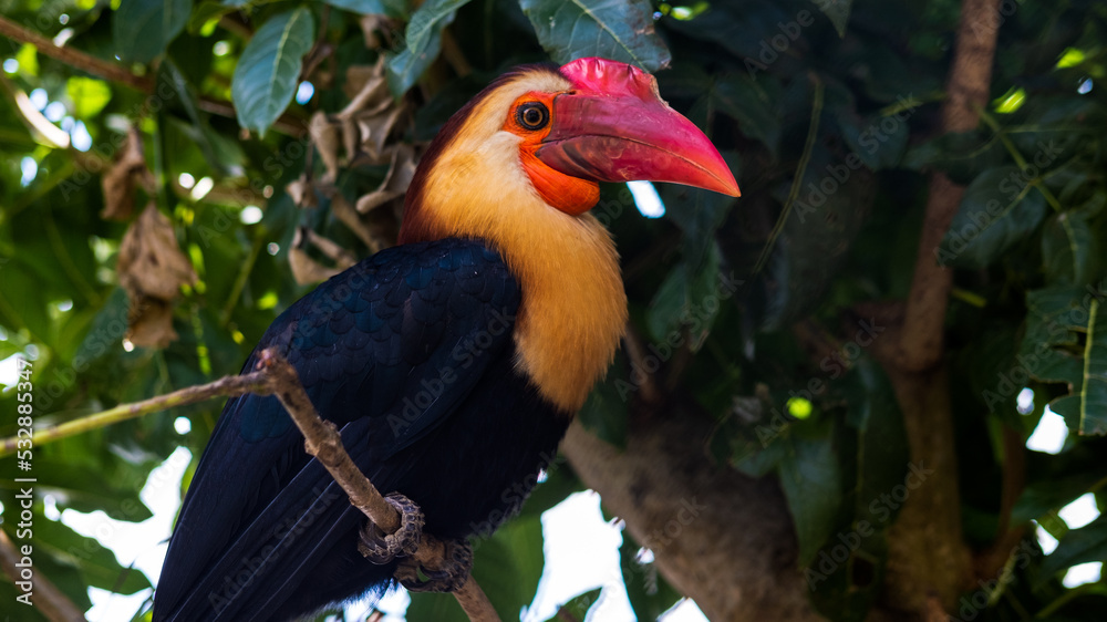 The toco tukan (Ramphastos toco) is a known species of bird in the ...