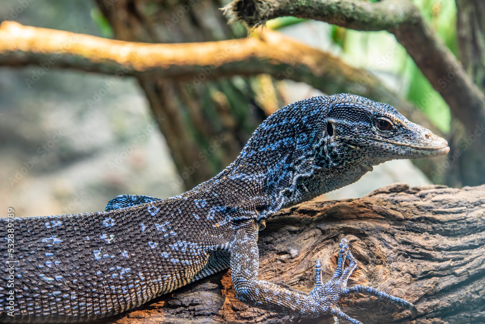 a blue-spotted tree monitor (Varanus macraei) on the tree, a species of ...