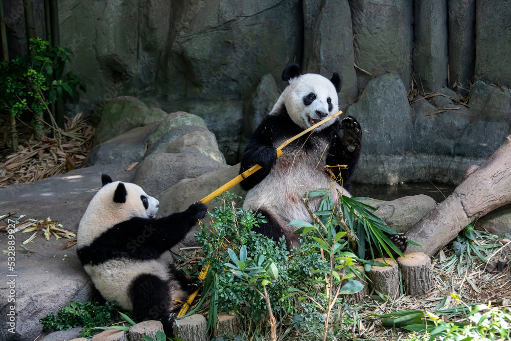 the panda The giant panda "Lele" and his mother "JiaJia" (Ailuropoda ...