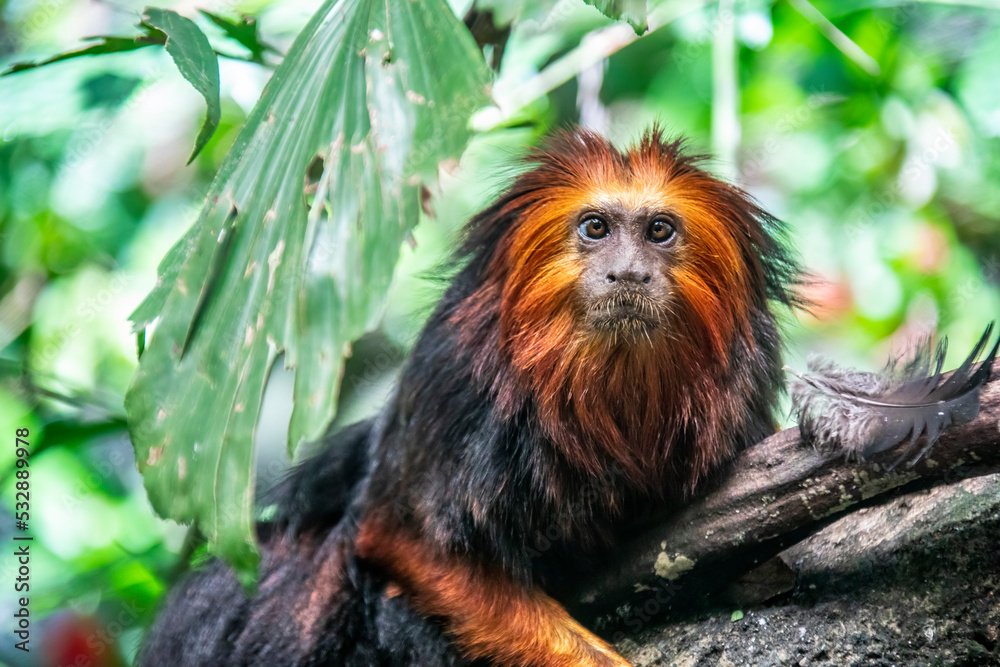 The golden-headed lion tamarin (Leontopithecus chrysomelas) is a lion ...