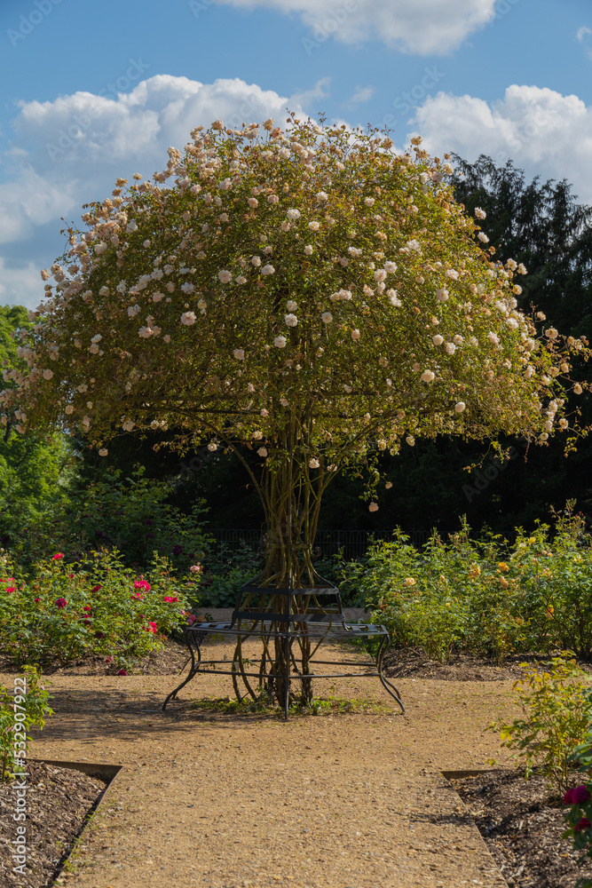 Large rose bush cultivated to be tall as a small tree with a bench at ...