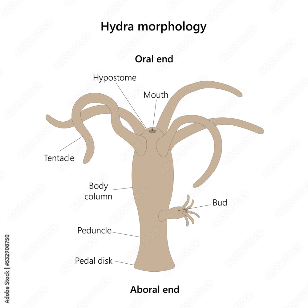 Poster Hydra morphology. Vector illustration. Isolated on white. – Wall ...
