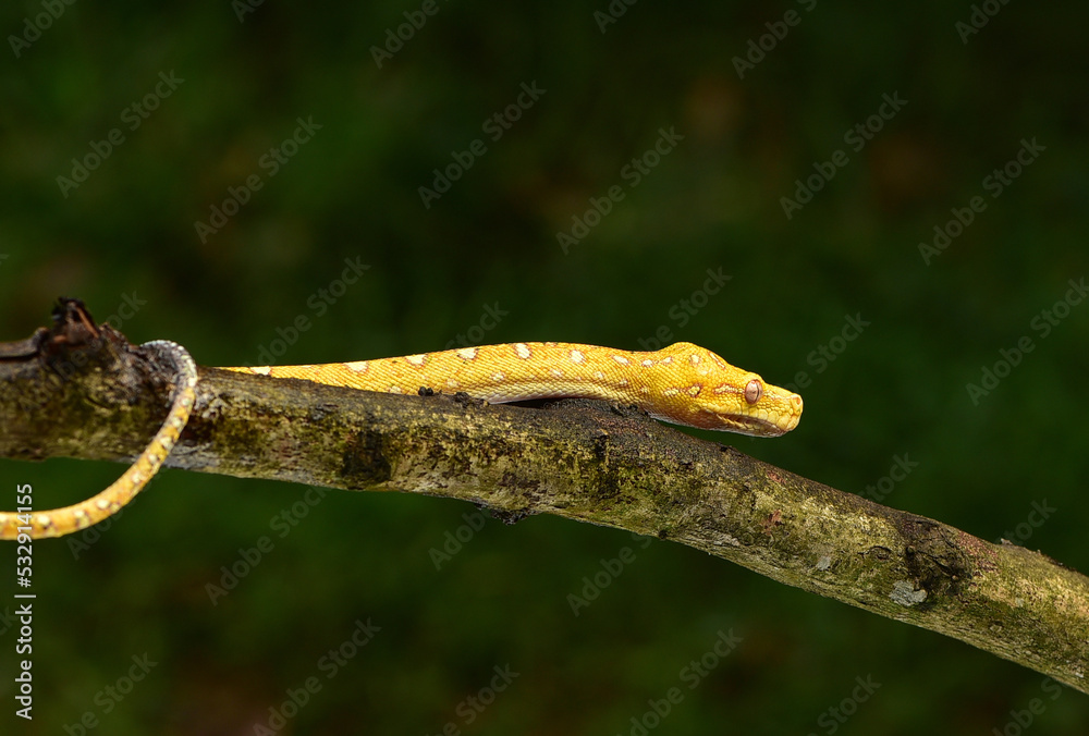 The green tree python, Morelia viridis is a species of snake in the ...