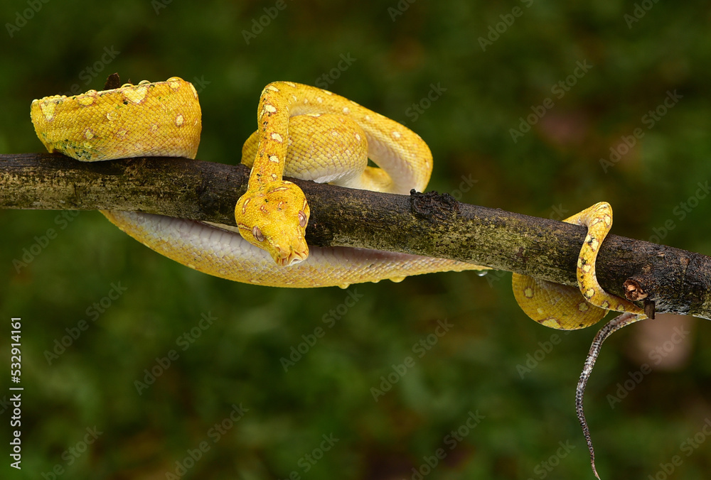 The green tree python, Morelia viridis is a species of snake in the ...