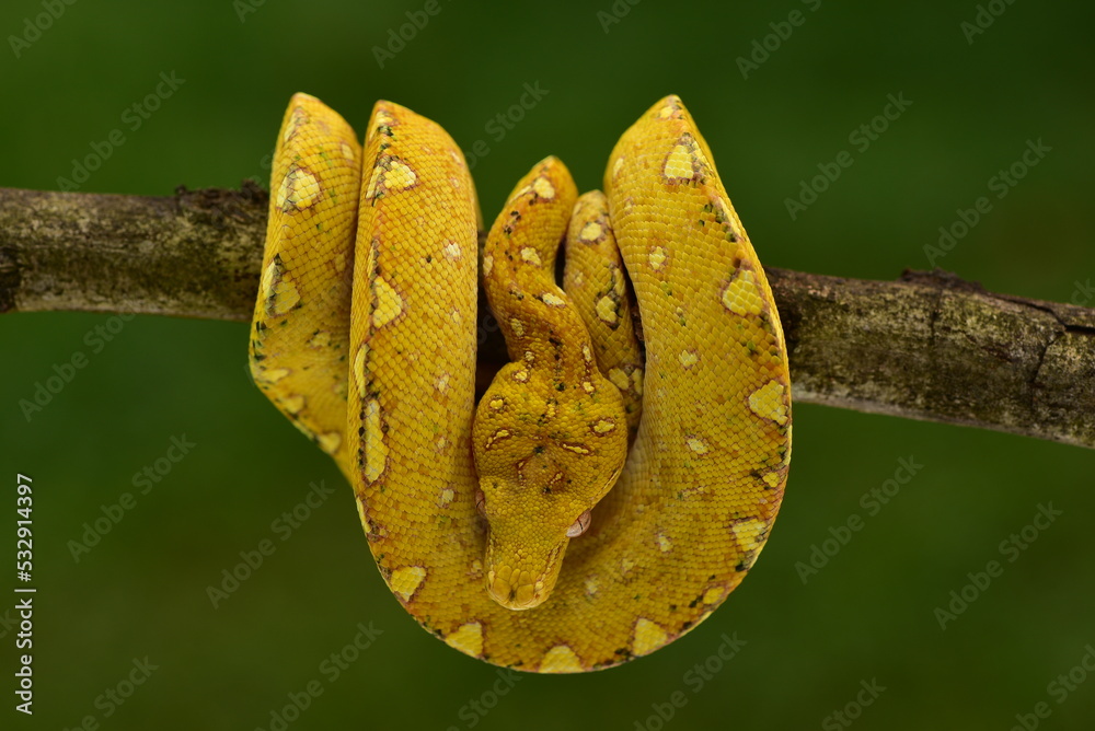 The green tree python, Morelia viridis is a species of snake in the ...