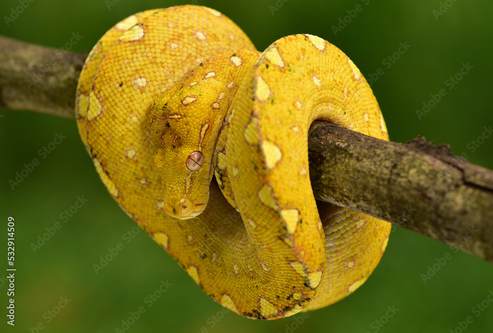 Snake on branch. The green tree python, Morelia viridis is a species of ...