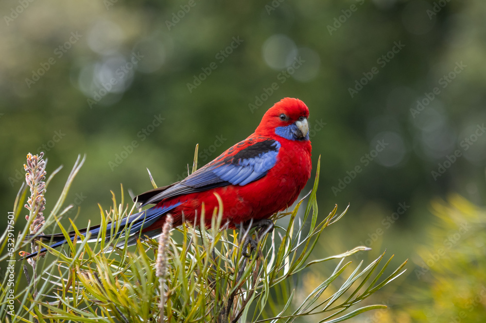 Crimson Rosella In tree with green background - Scientific name ...