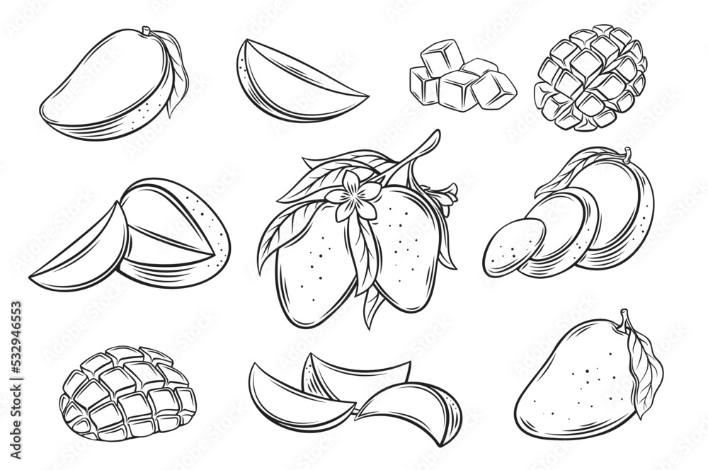 Mango set outline icon vector illustration. Hand drawn line whole ...