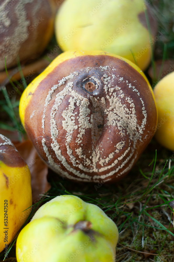 Rotten quince apple on the fruit tree, Monilia laxa infestation, plant ...