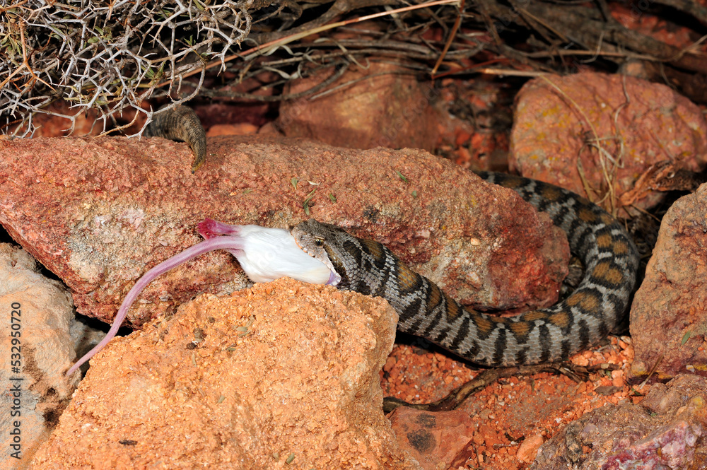 Wagner's viper (Montivipera wagneri) feeding a mouse // Wagners ...