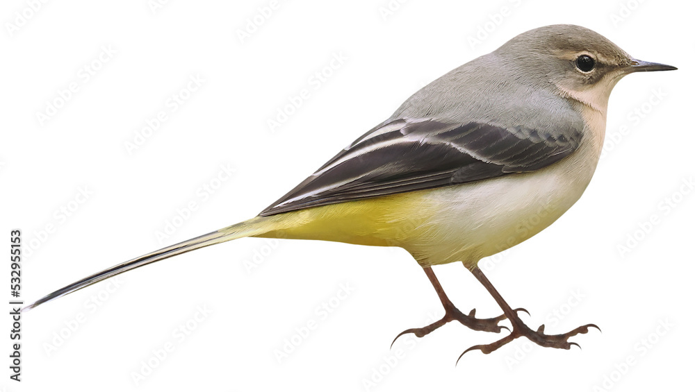 Grey wagtail (Motacilla cinerea) on autumn, PNG, isolated on ...