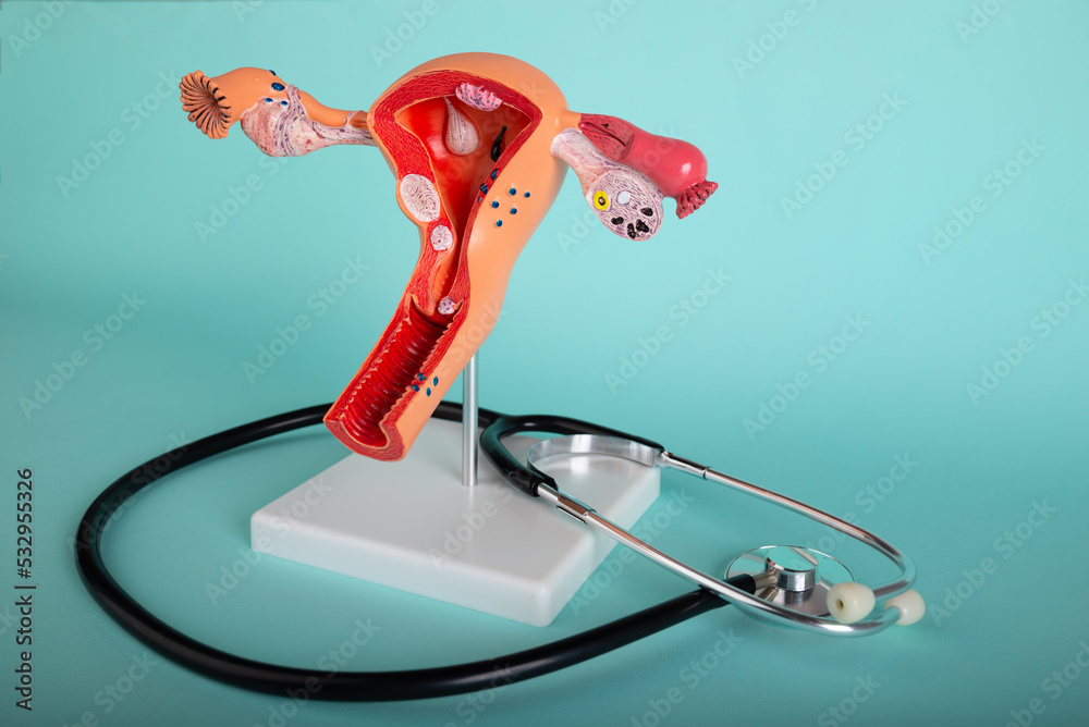 model of female reproductive system and stethoscope lies on a blue ...