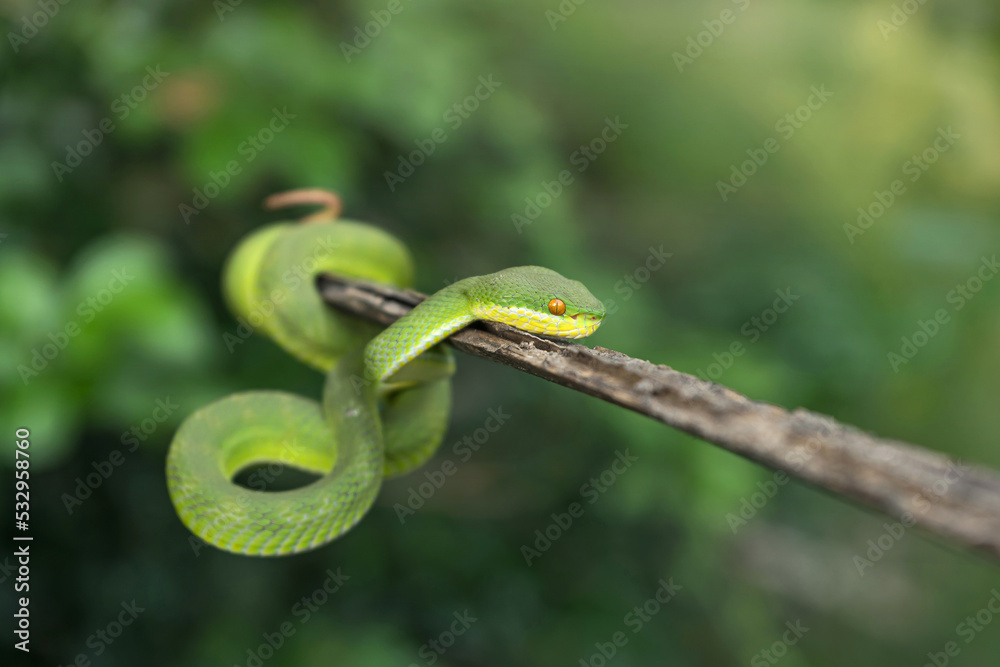 White-lipped pit Tree Viper (Trimeresurus albolabris). little green ...