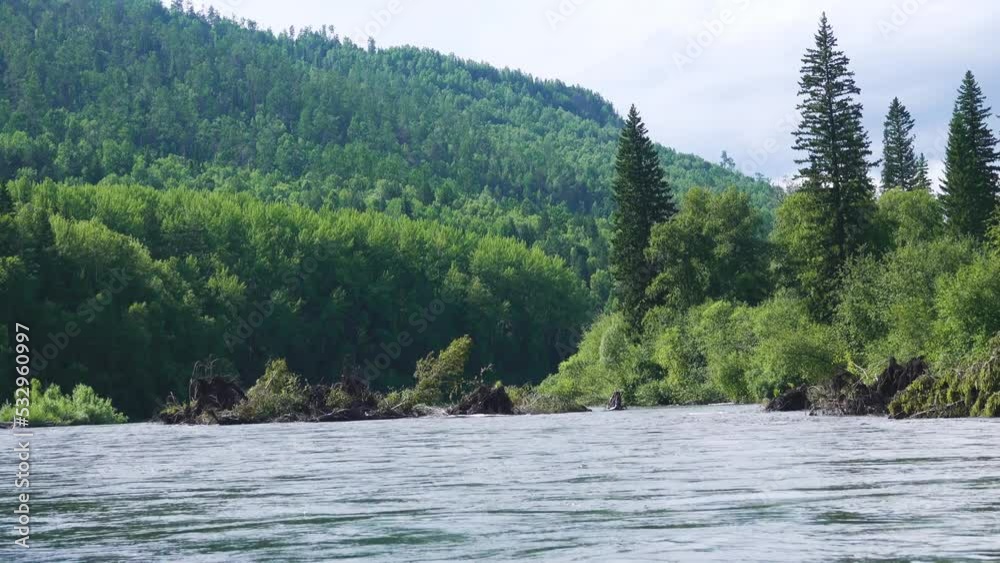Huge 30-meter Siberian spruce trees were washed away by river during ...