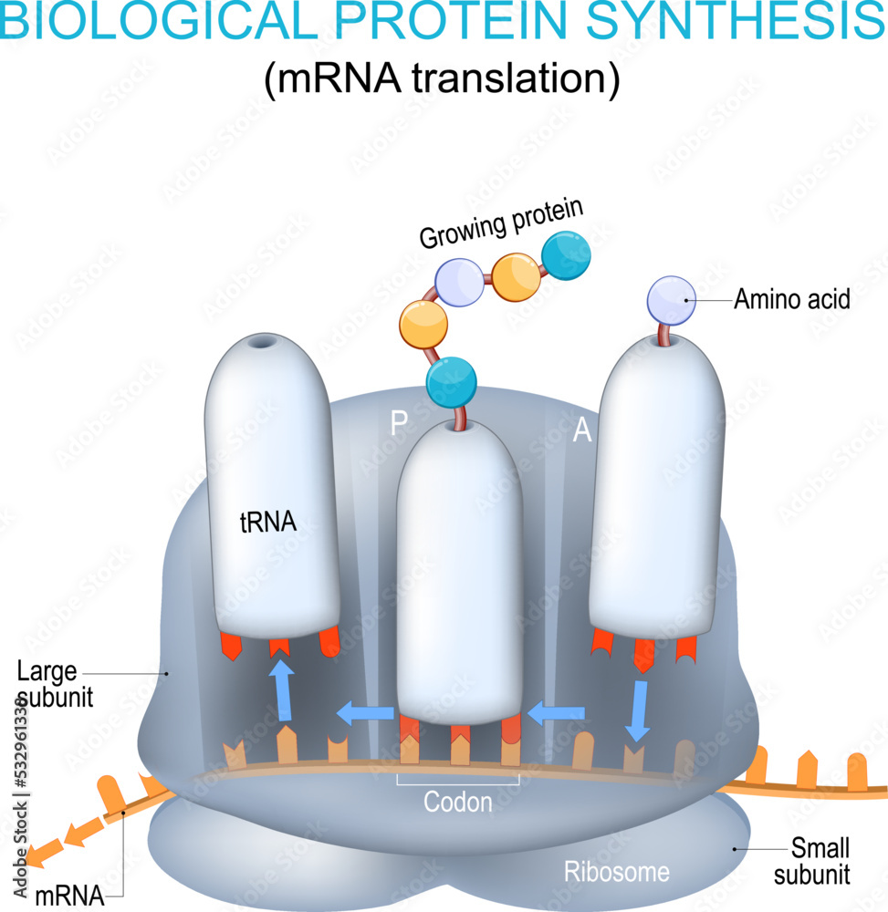 Póster mRNA translation and the synthesis of proteins by a ribosome ...