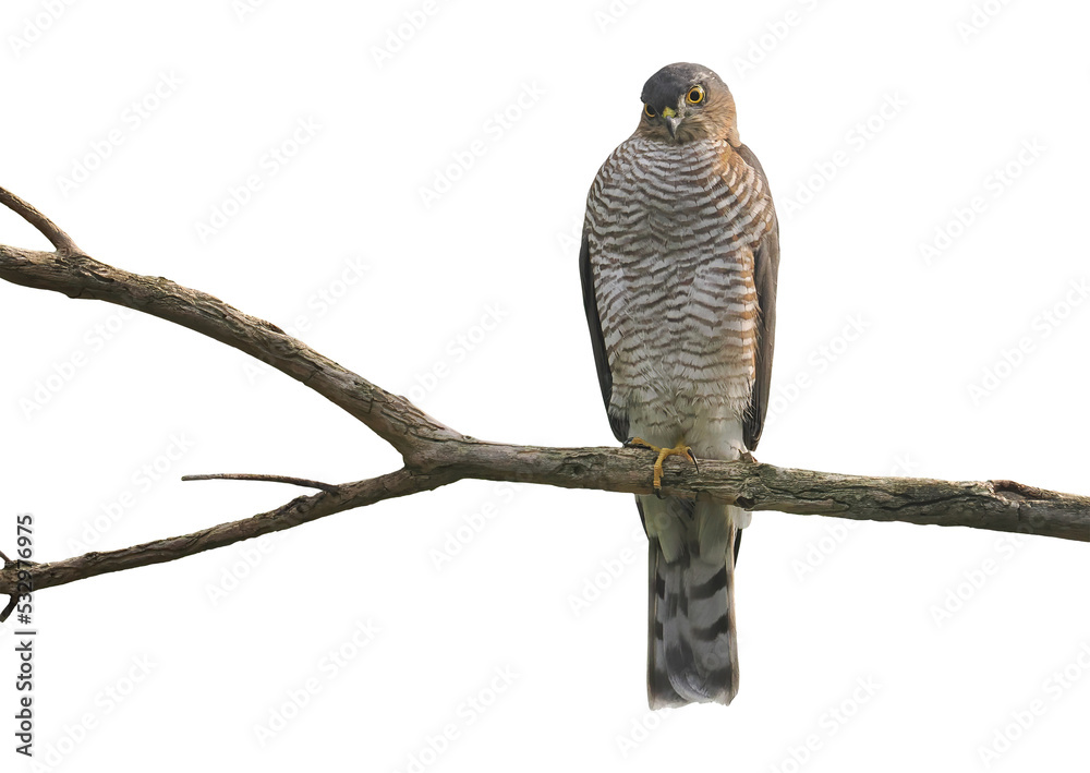 Eurasian Sparrowhawk (Accipiter nisus), PNG, isolated on transparent ...