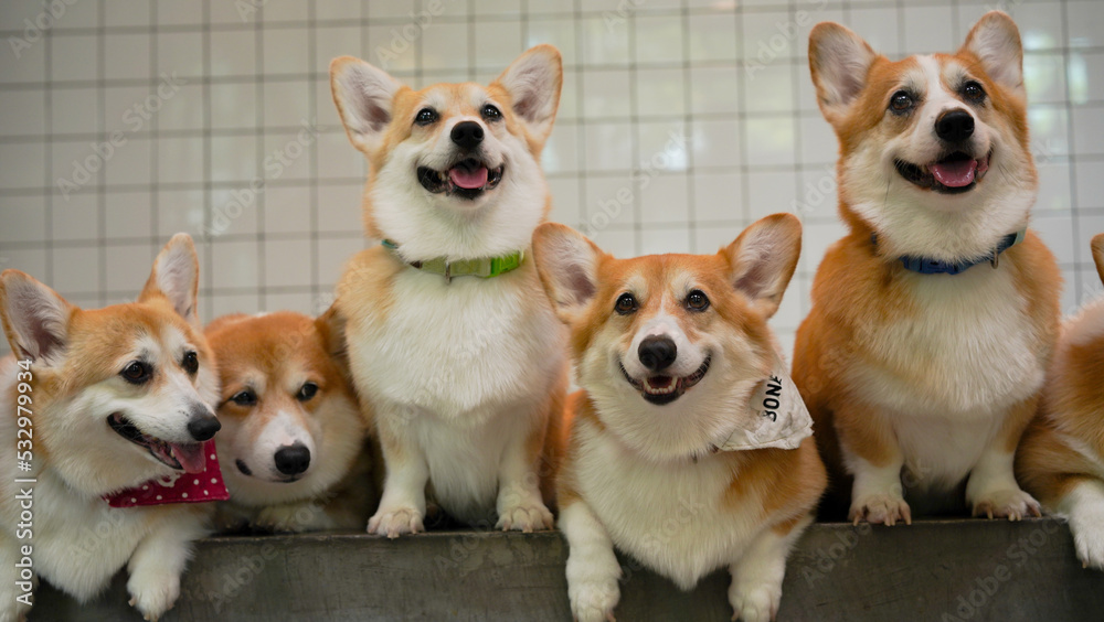Corgi in modern house. Many of Pembroke Welsh Corgi, originated in ...