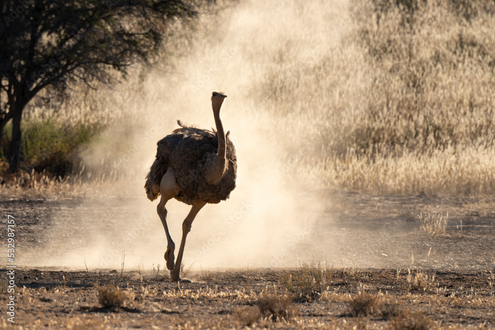 Fotografia do Stock: Autruche d'Afrique, .Struthio camelus, Common ...
