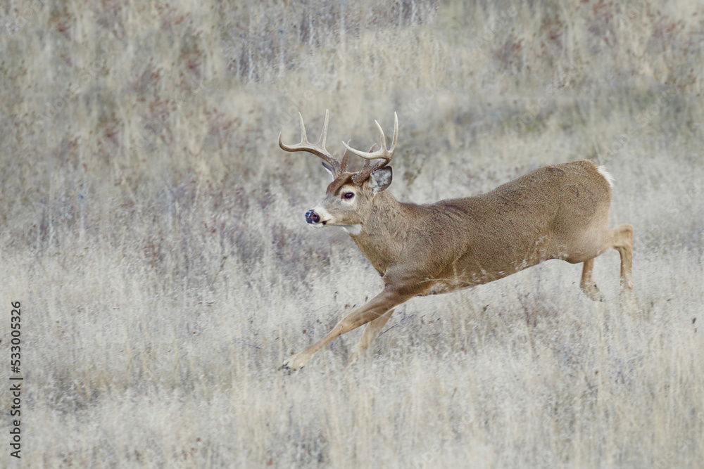 Whitetail Deer buck running fast across the frame, in a dramatic ...