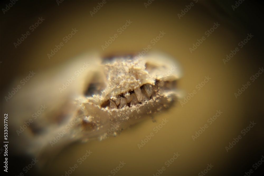 Snake skull detail, teeth. Dead blind snake in the woods. Exotic ...