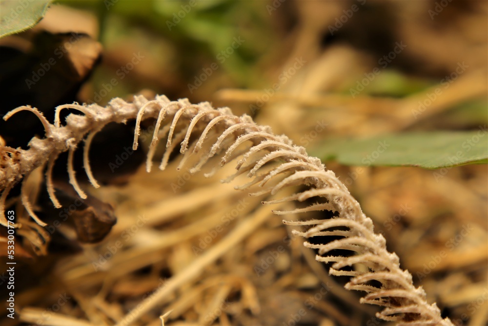 Snake skeleton detail, ribs. Dead blind snake in woods. Exotic reptiles ...
