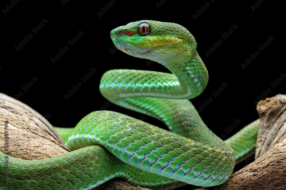 poisonous green snake above the branch, green viper snake on a black ...