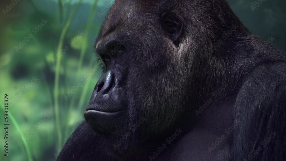 Closeup portrait of gorilla male, severe silverback, watching his ...