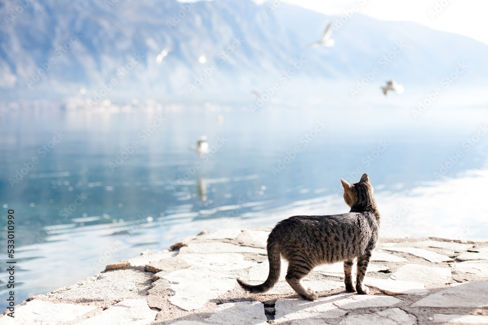 Cat hunting for seagulls at winter sea beach. Amazing peaceful ...