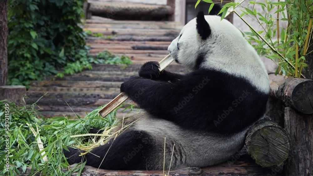Cute happy funny giant panda eating bamboo. Funny panda bear sitting in ...