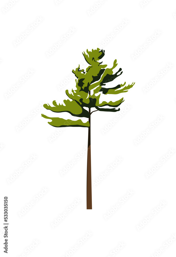 White Pine Tree Vector Illustration Stock Vector | Adobe Stock