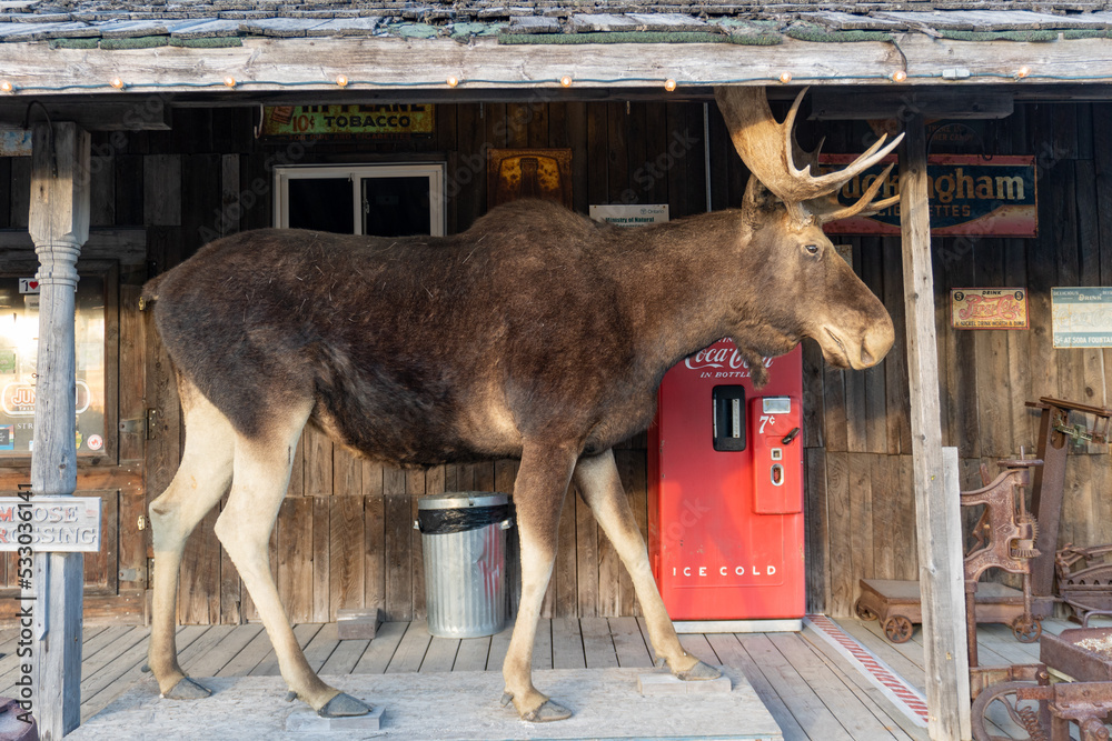 Wawa, Ontario, Canada: Moose on porch of Canadian general store with a ...